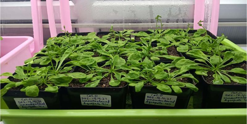 Research - KIIT School of Biotechnology